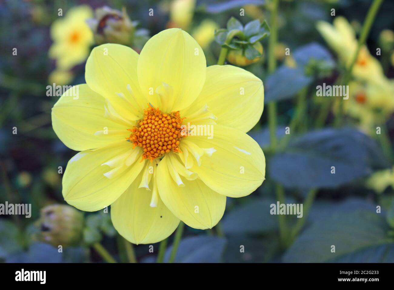 Dahlia susan gilbert hi-res stock photography and images - Alamy