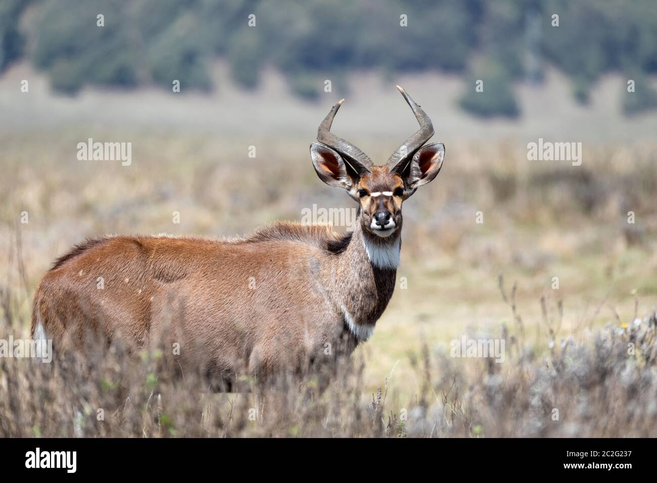 majestic male of endemic very rare Mountain nyala, Tragelaphus buxtoni ...