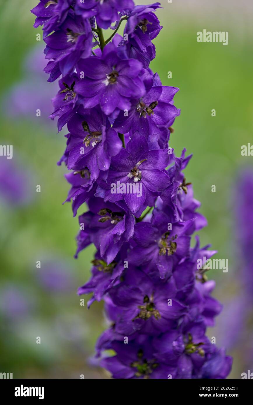Violet larkspur flowers hi-res stock photography and images - Alamy