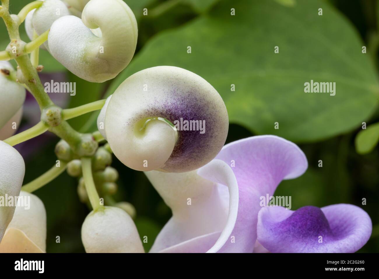 Vigna Caracalla - snail vine Stock Photo - Alamy