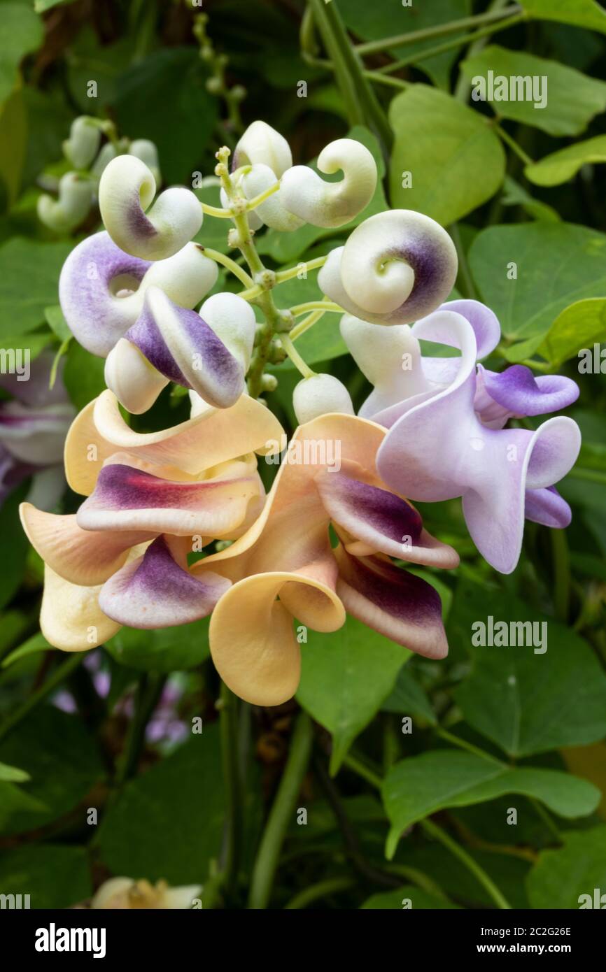 Vigna Caracalla - snail vine Stock Photo - Alamy
