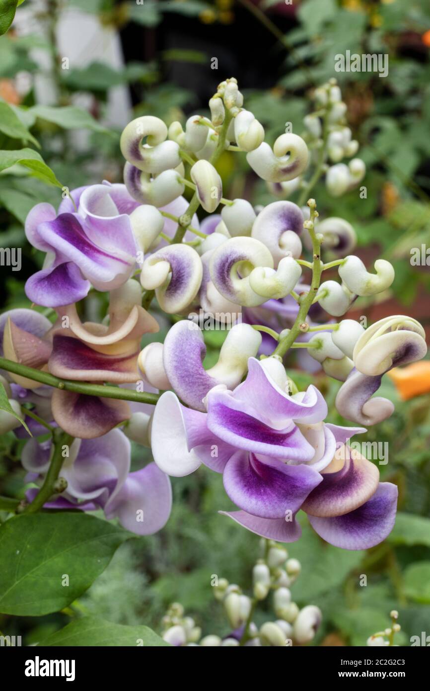Vigna Caracalla - snail vine Stock Photo - Alamy