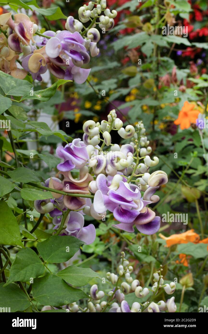 Vigna Caracalla - snail vine Stock Photo - Alamy