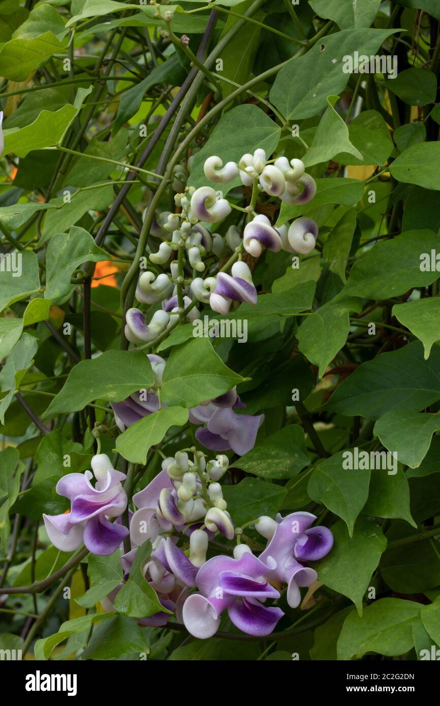 Vigna Caracalla - snail vine Stock Photo - Alamy
