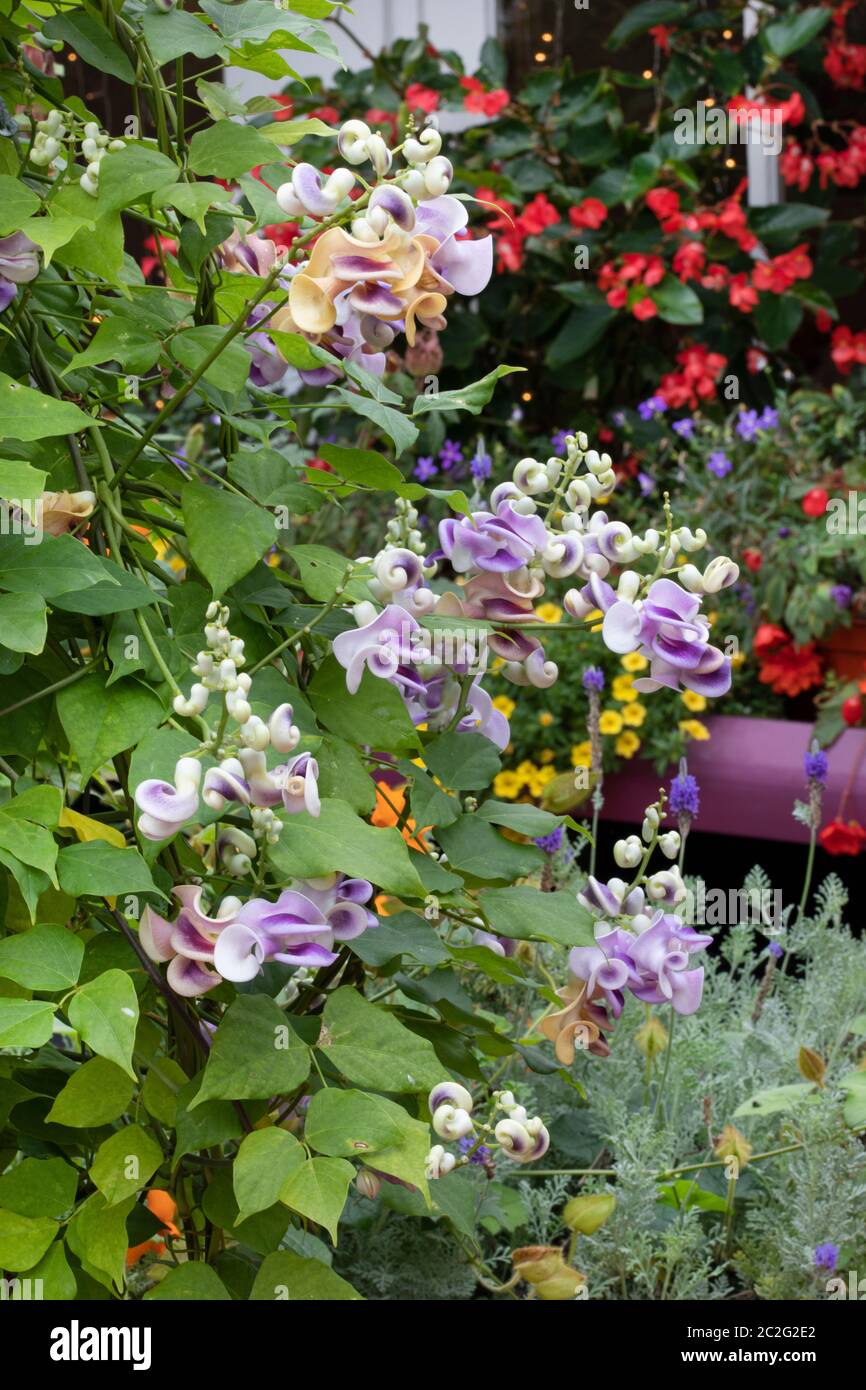 Vigna caracalla hi-res stock photography and images - Alamy