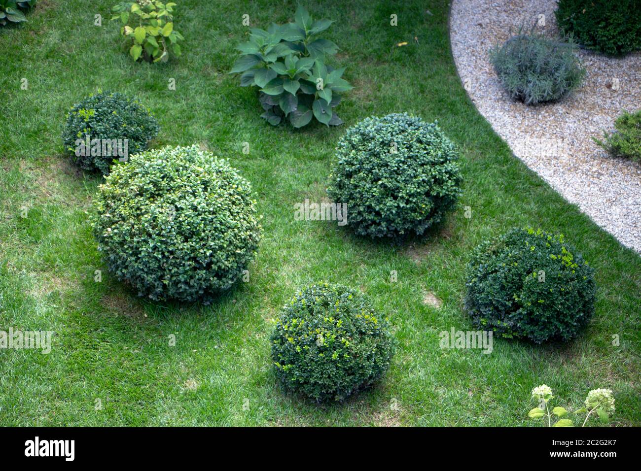 Boxwood balls hi-res stock photography and images - Alamy