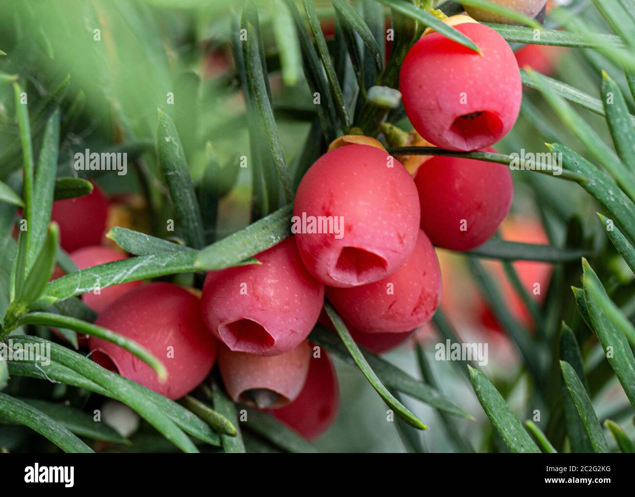 Berries on a yew tree hi-res stock photography and images - Alamy