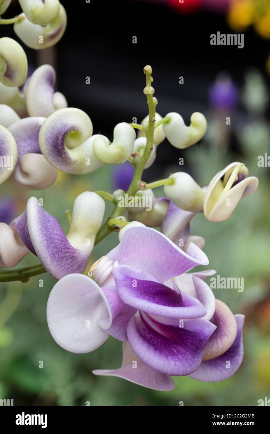 Vigna Caracalla - snail vine Stock Photo - Alamy