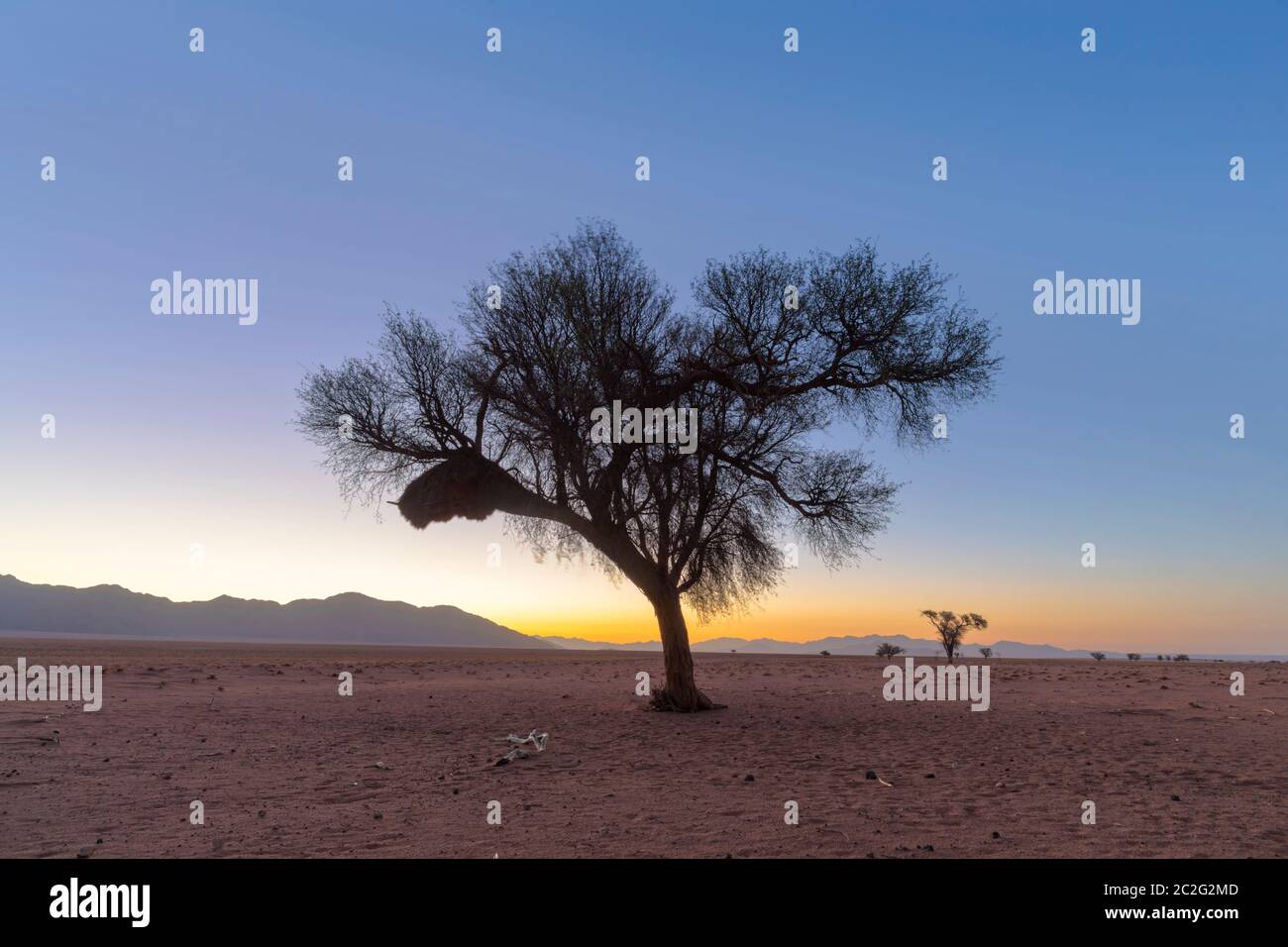 Camel thorn tree in the desert Stock Photo - Alamy