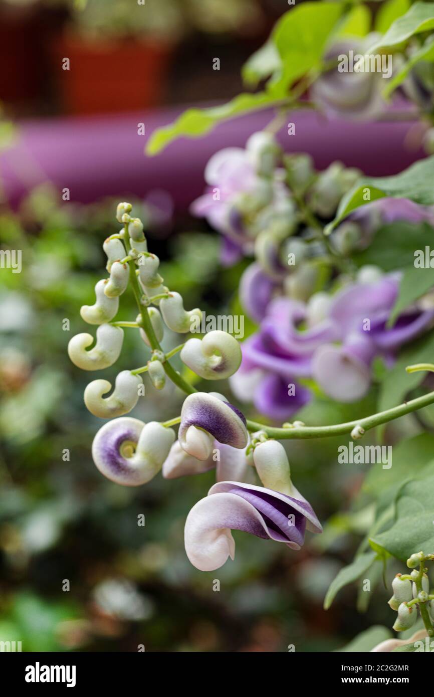 Vigna Caracalla - snail vine Stock Photo - Alamy
