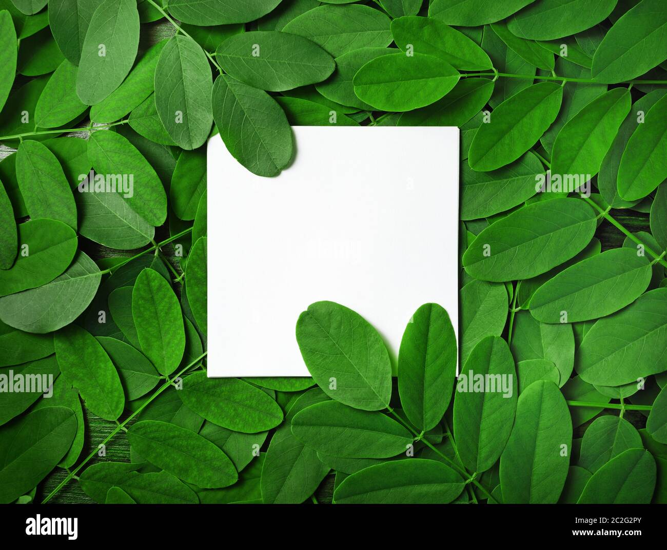 Square paper, green leaves Stock Photo - Alamy