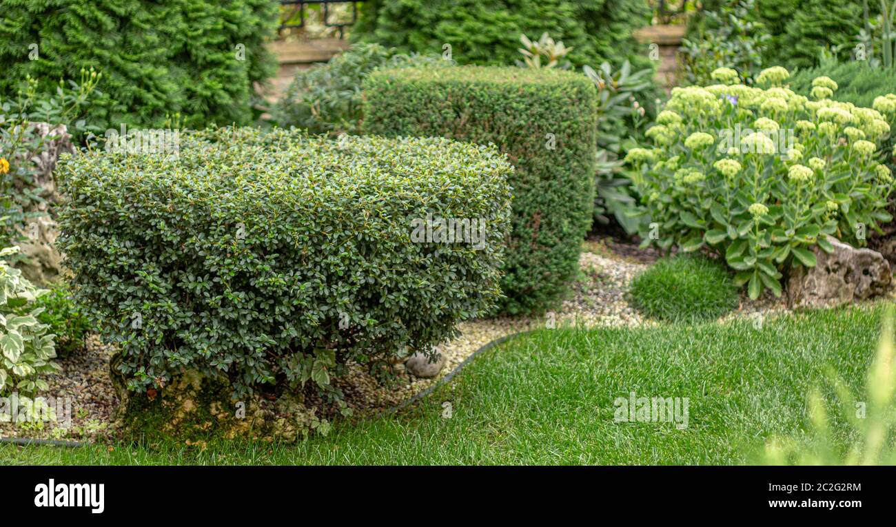 Green juniper bush trimmed in cylinder shape, use in landscaping Stock ...
