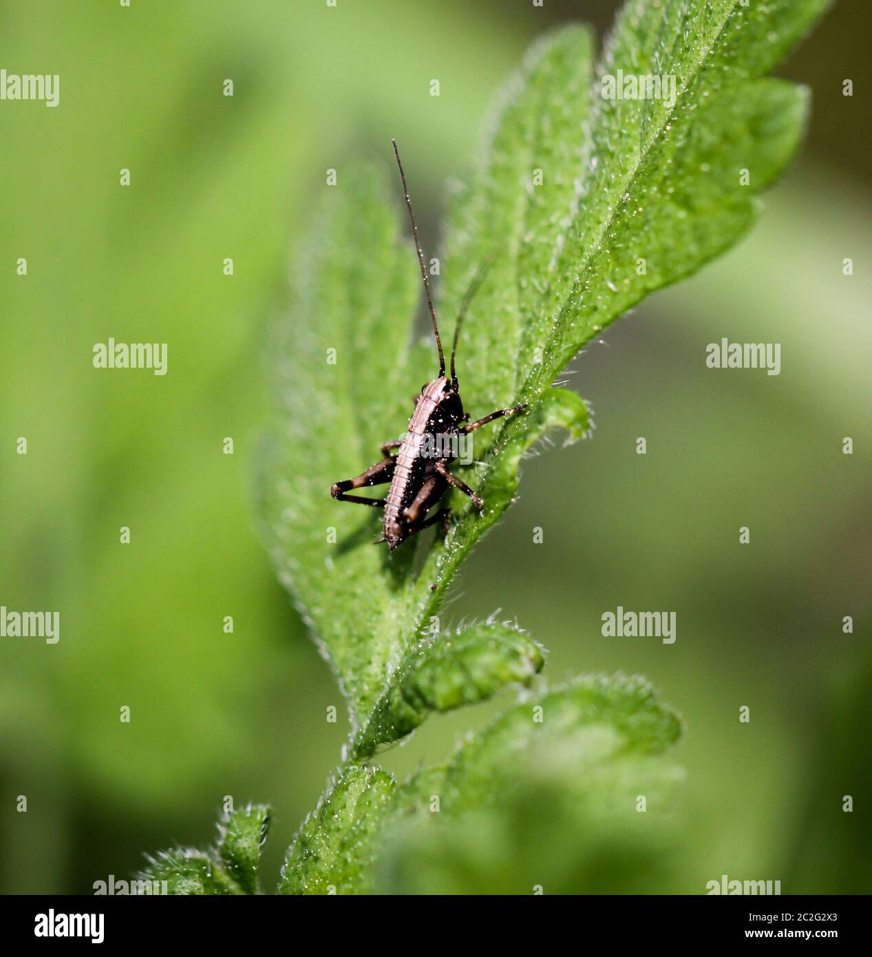 Grasshopper's on green grass. Grasshopper close up, wild insects Stock ...