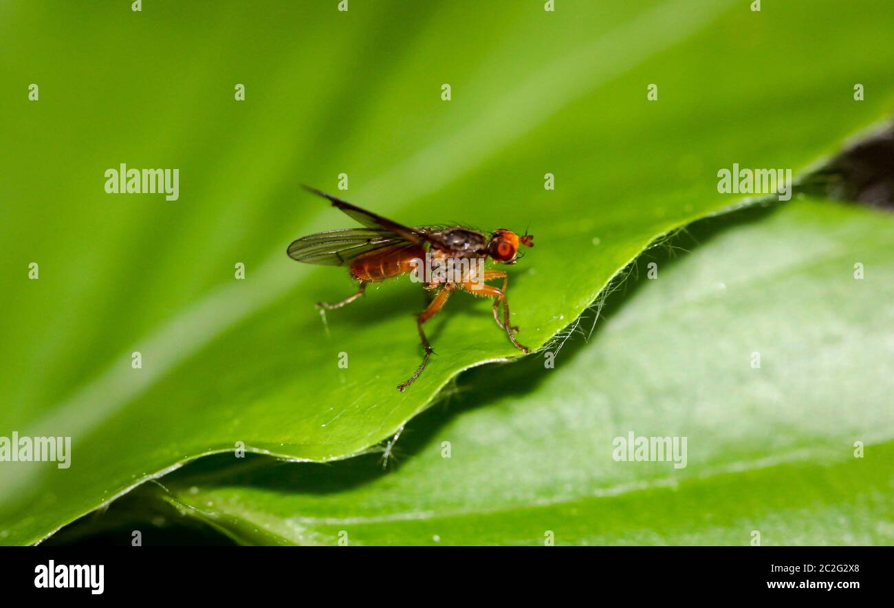 Domestic insect hi-res stock photography and images - Alamy