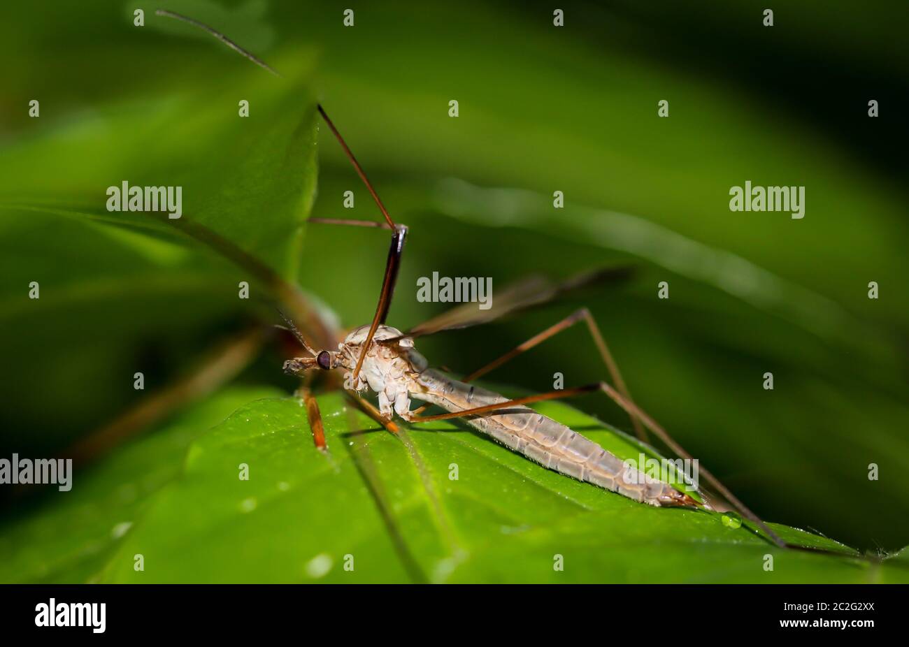 Creepy snake hi-res stock photography and images - Alamy