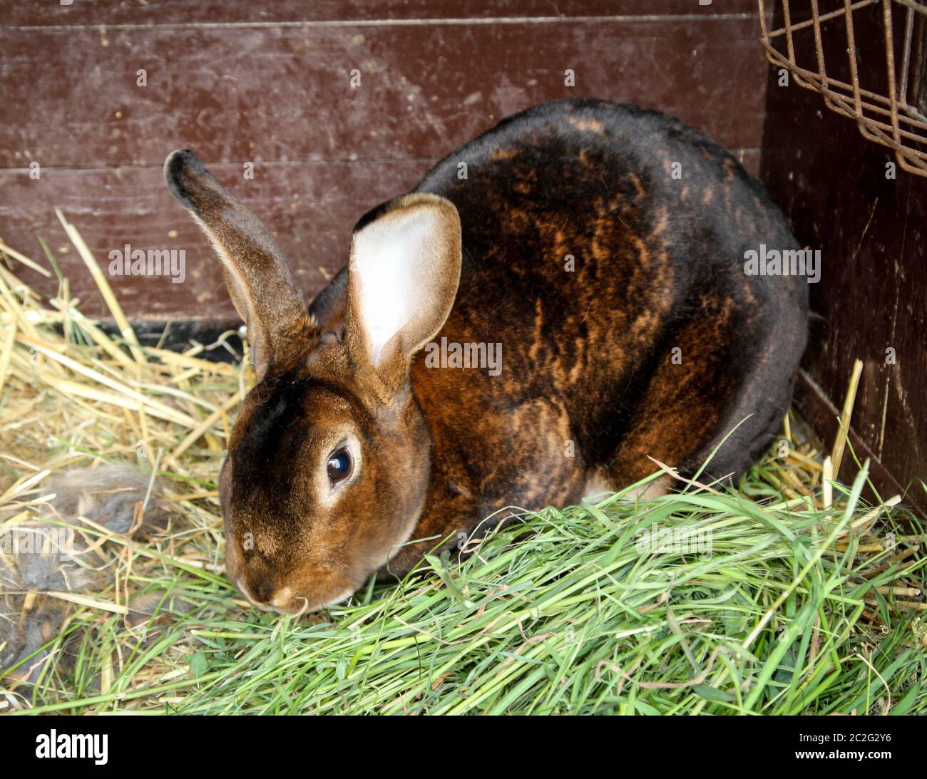 a rabbit sits between grass and hay in the barn Stock Photo - Alamy