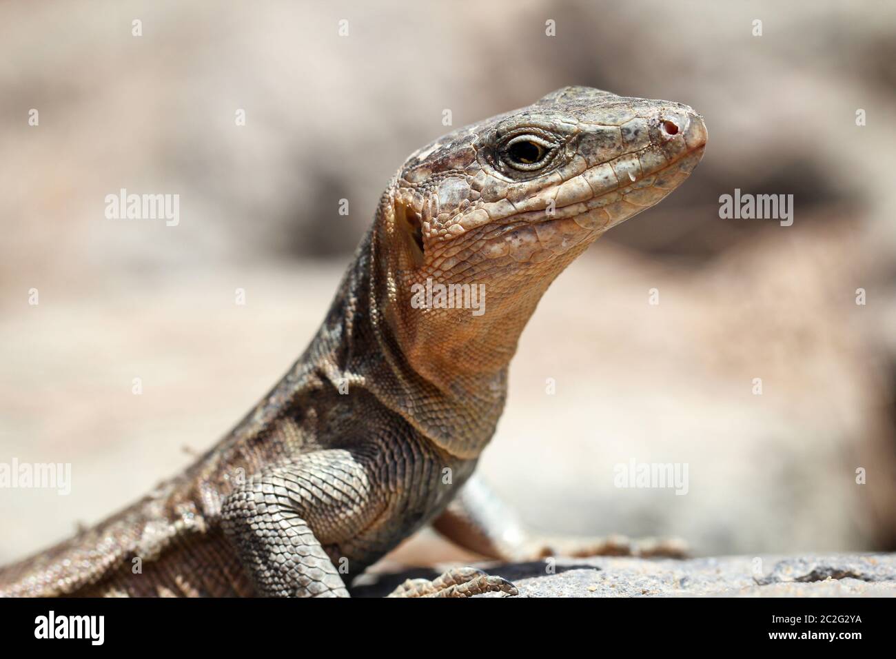 Portrait of a lizard, giant lizard on Gran Canaria Stock Photo - Alamy