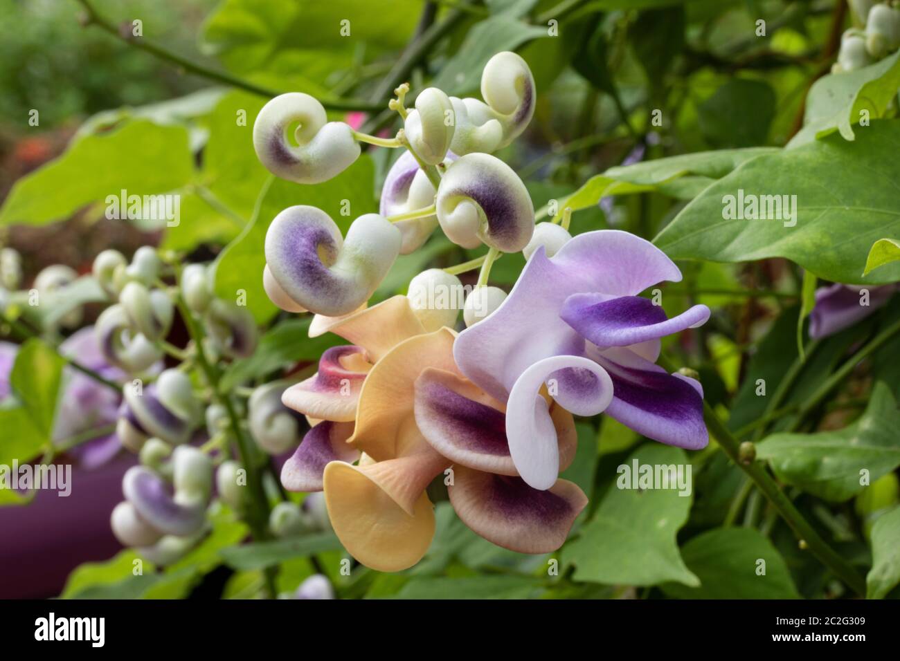 Vigna Caracalla - snail vine Stock Photo - Alamy