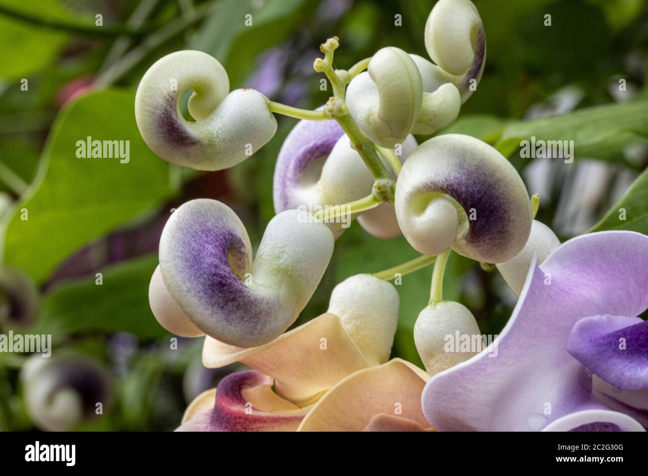 Vigna caracalla hi-res stock photography and images - Alamy