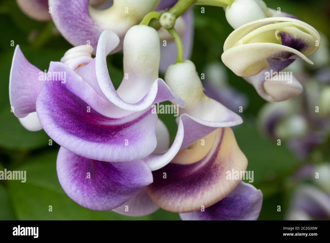 Vigna caracalla hi-res stock photography and images - Alamy