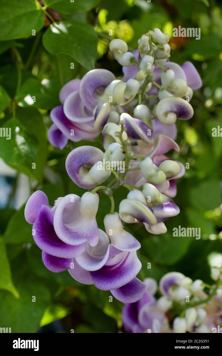 Vigna Caracalla - snail vine Stock Photo - Alamy