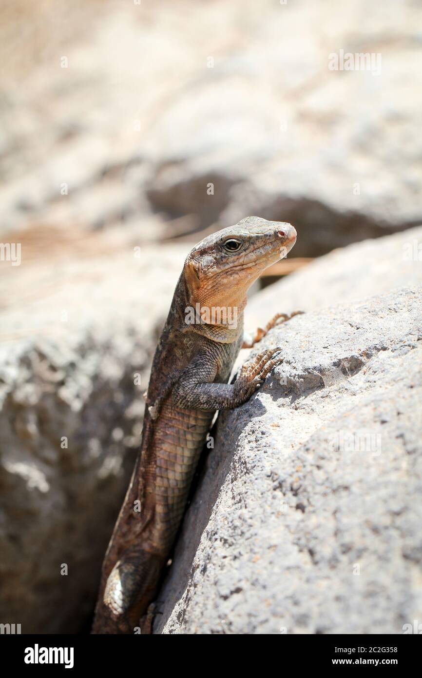 Portrait of a lizard, giant lizard on Gran Canaria Stock Photo - Alamy