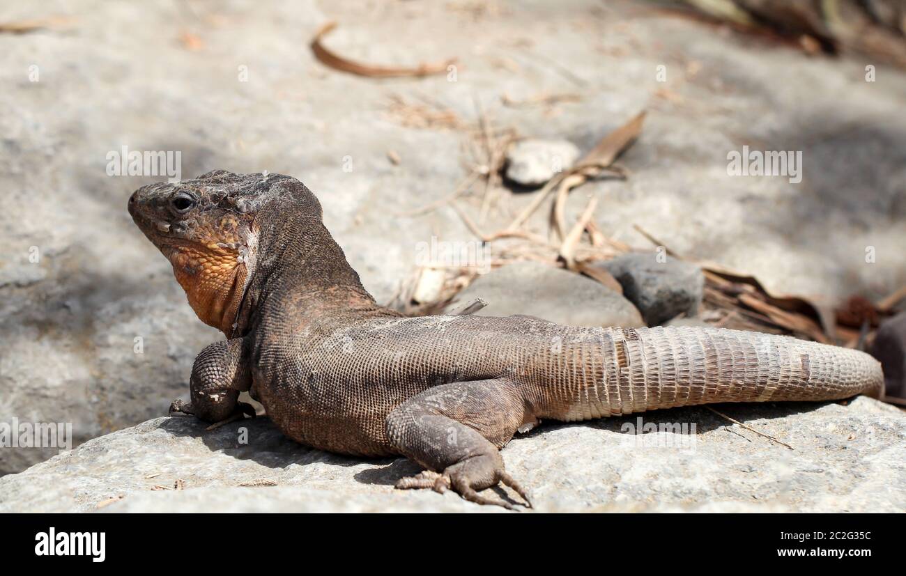 Portrait of a lizard, giant lizard on Gran Canaria Stock Photo - Alamy