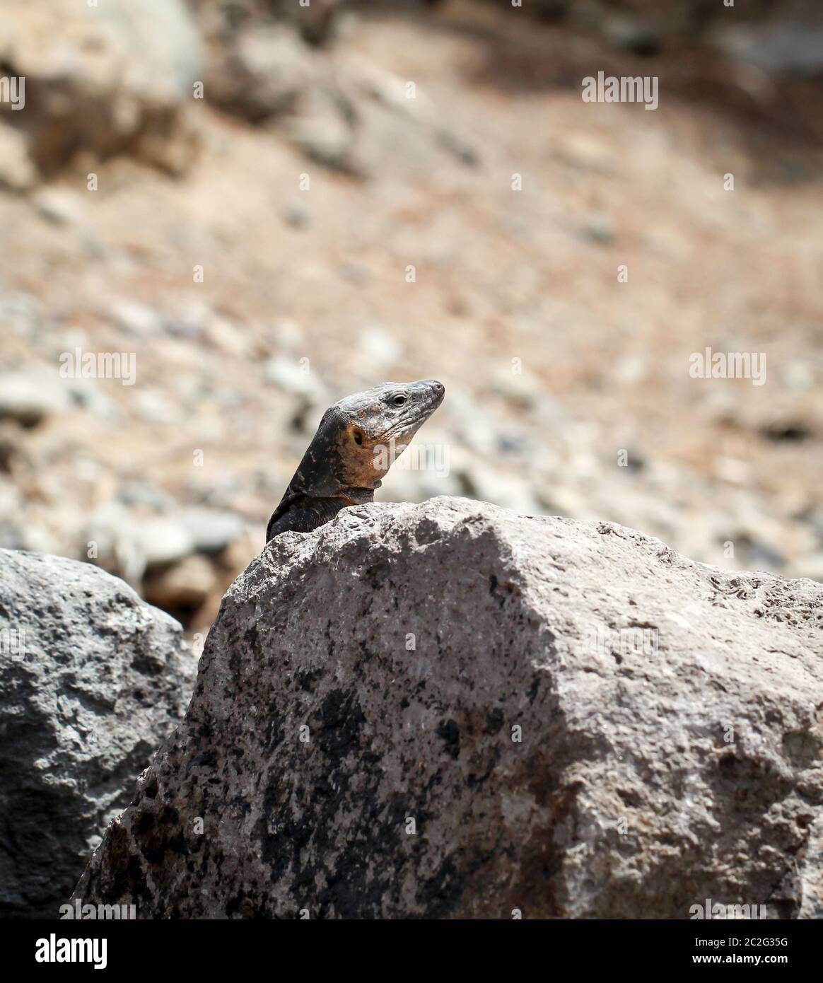 Portrait of a lizard, giant lizard on Gran Canaria Stock Photo - Alamy