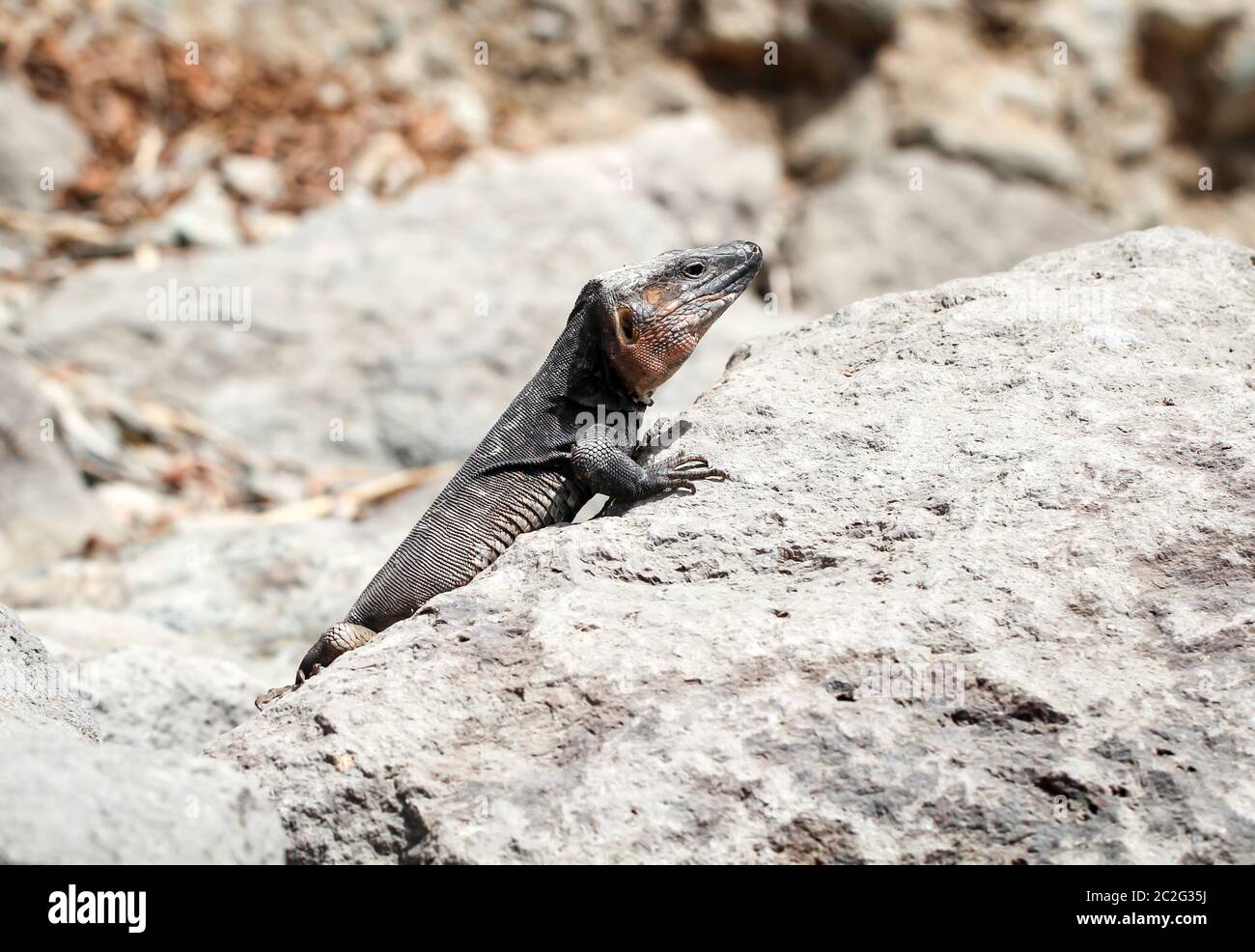 Portrait of a lizard, giant lizard on Gran Canaria Stock Photo - Alamy