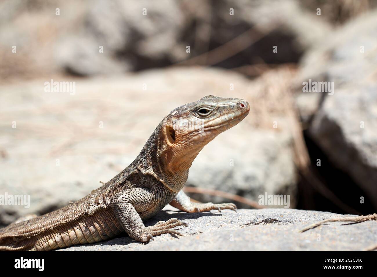 Portrait of a lizard, giant lizard on Gran Canaria Stock Photo - Alamy