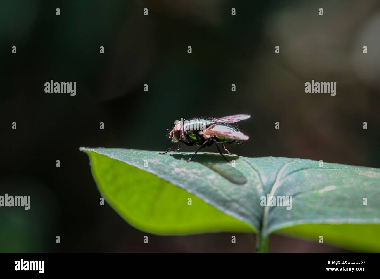 Insect up close hi-res stock photography and images - Alamy