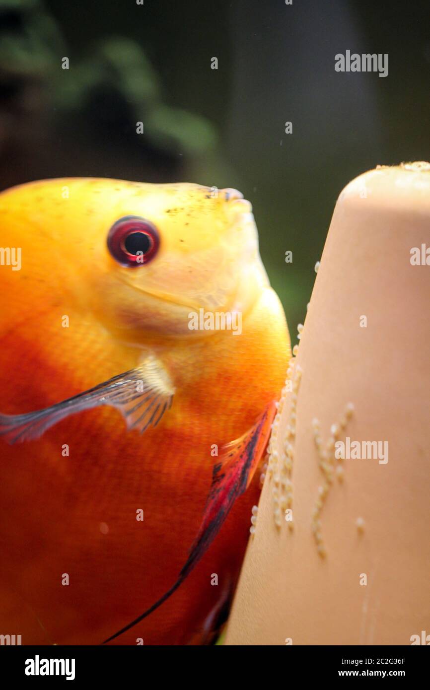 view, portrait of a discus fish spawning on spawning cone Stock Photo ...