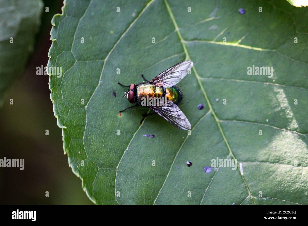 close up, macro of a fly, insect Stock Photo - Alamy