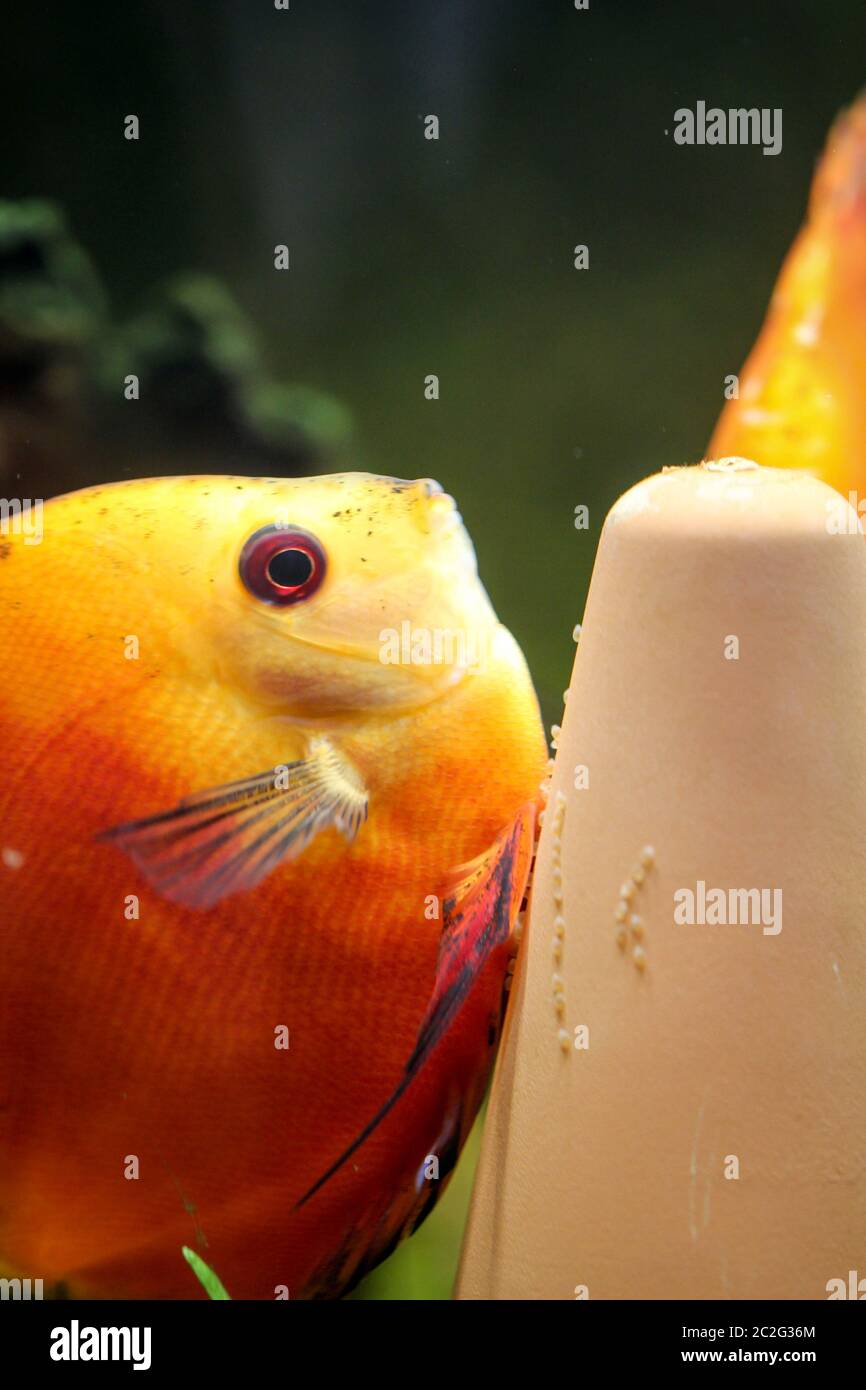 view, portrait of a discus fish spawning on spawning cone Stock Photo ...