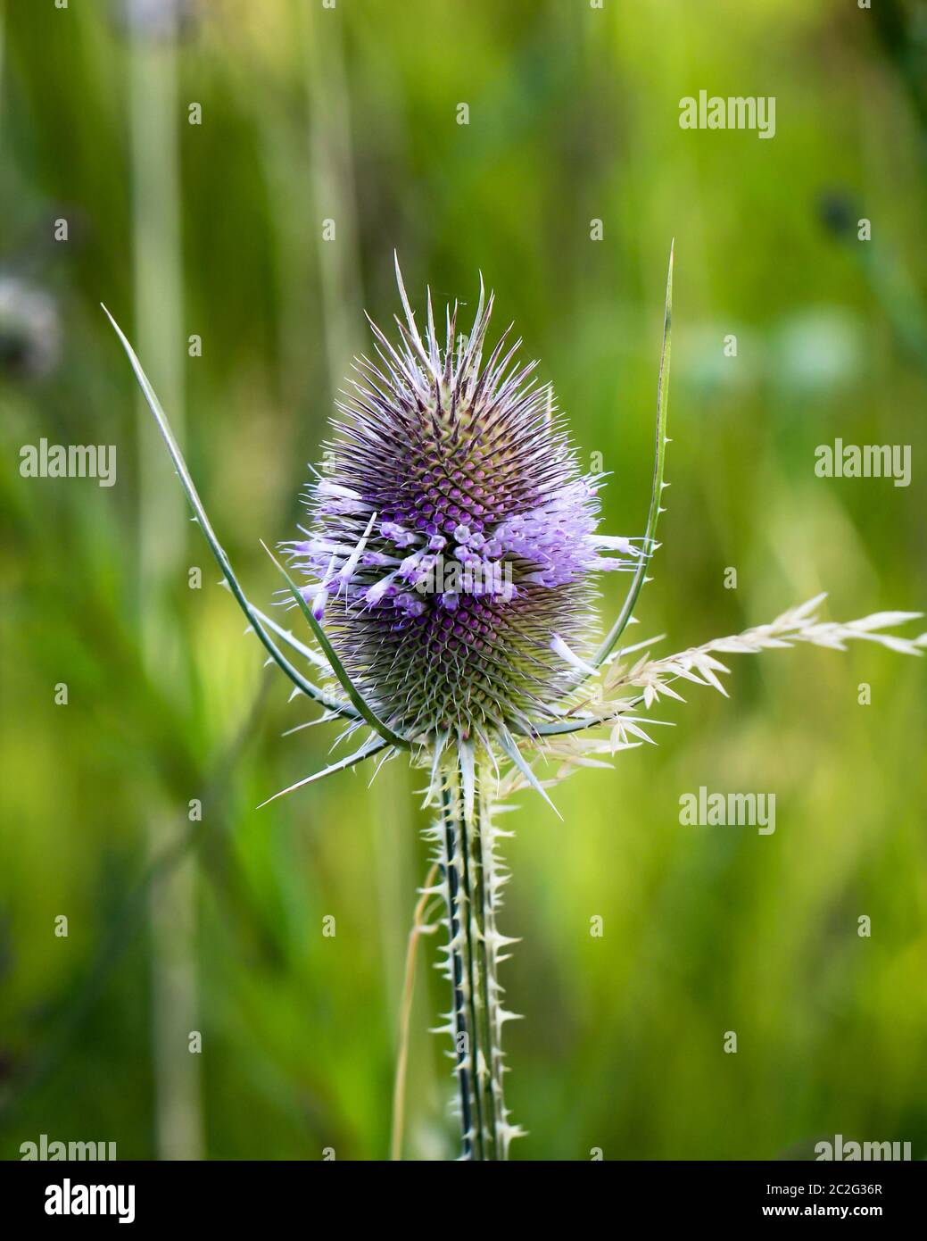 Carde hi-res stock photography and images - Alamy