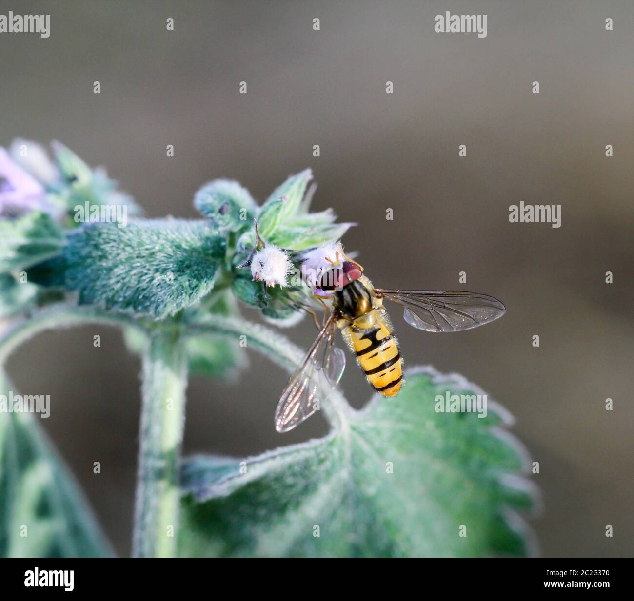 Insect up close hi-res stock photography and images - Alamy