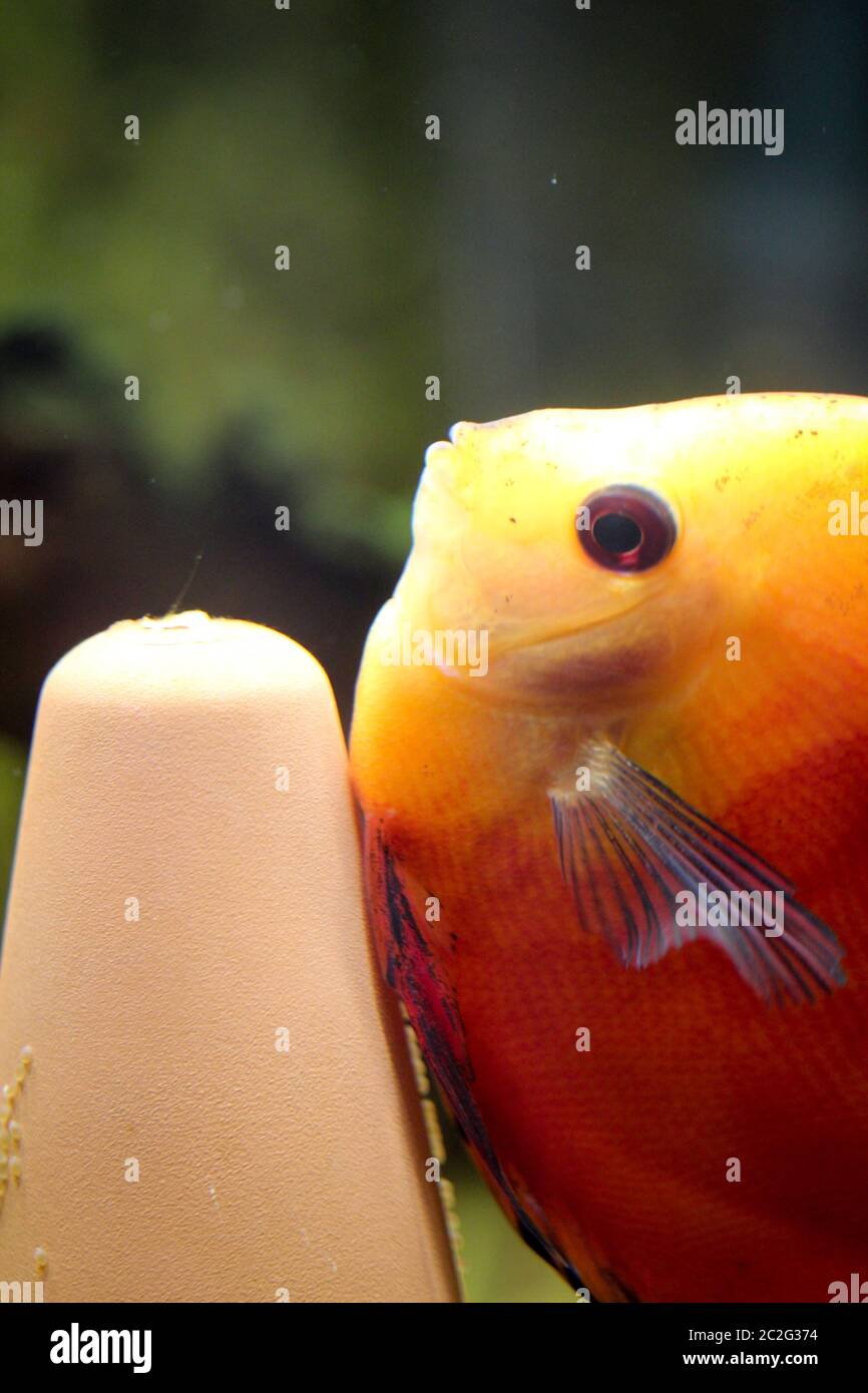 view, portrait of a discus fish spawning on spawning cone Stock Photo ...