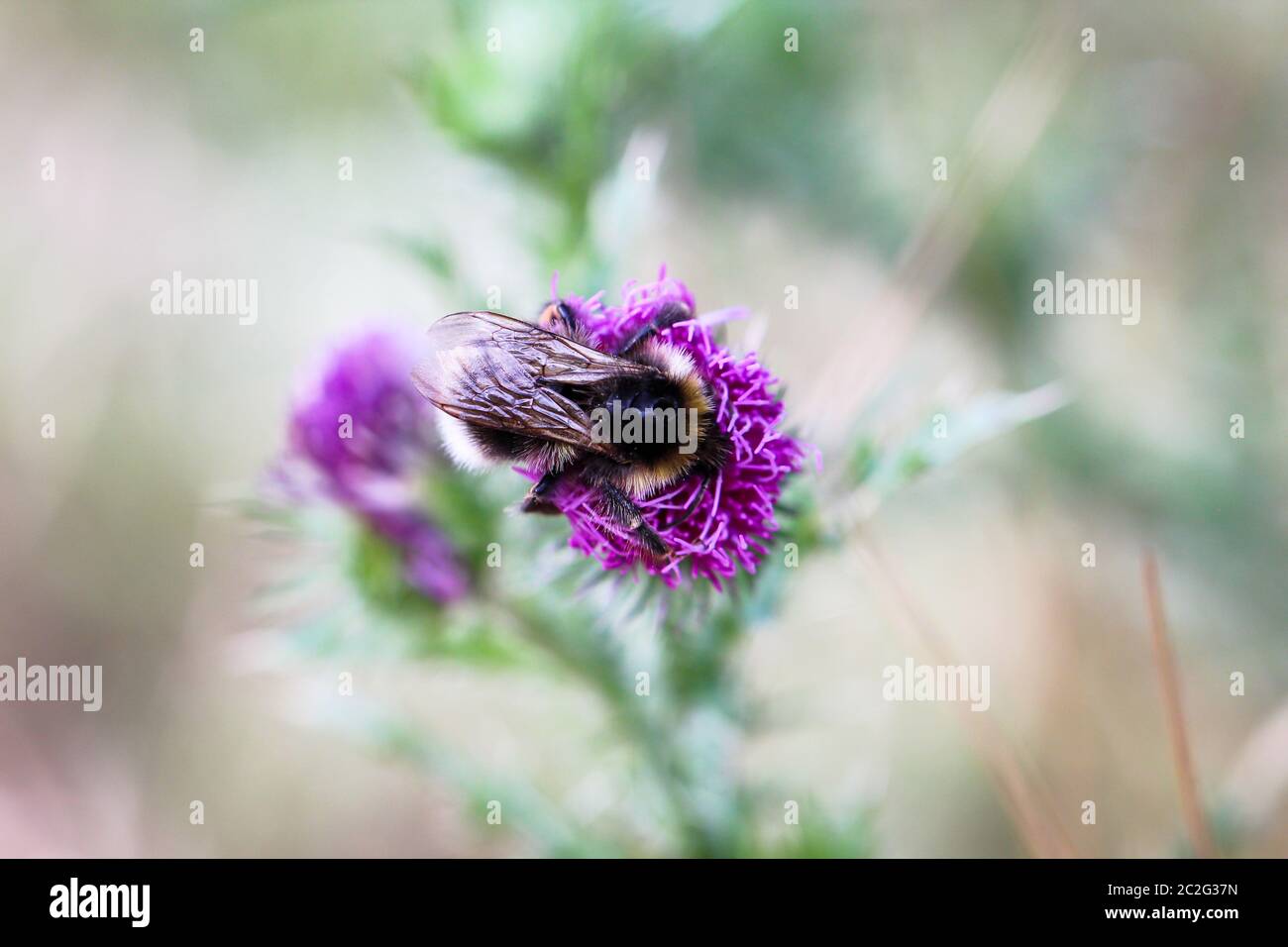 Bumblebee life cycle hi-res stock photography and images - Alamy