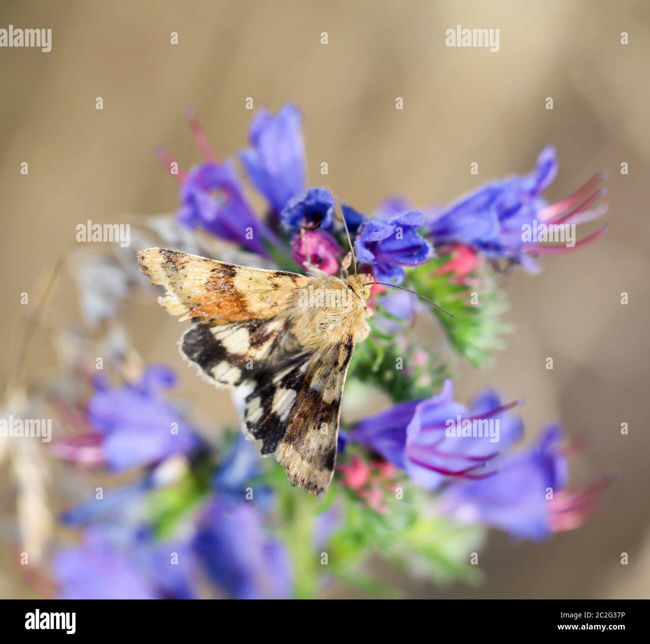 close up, details of a butterfly, insect Stock Photo - Alamy