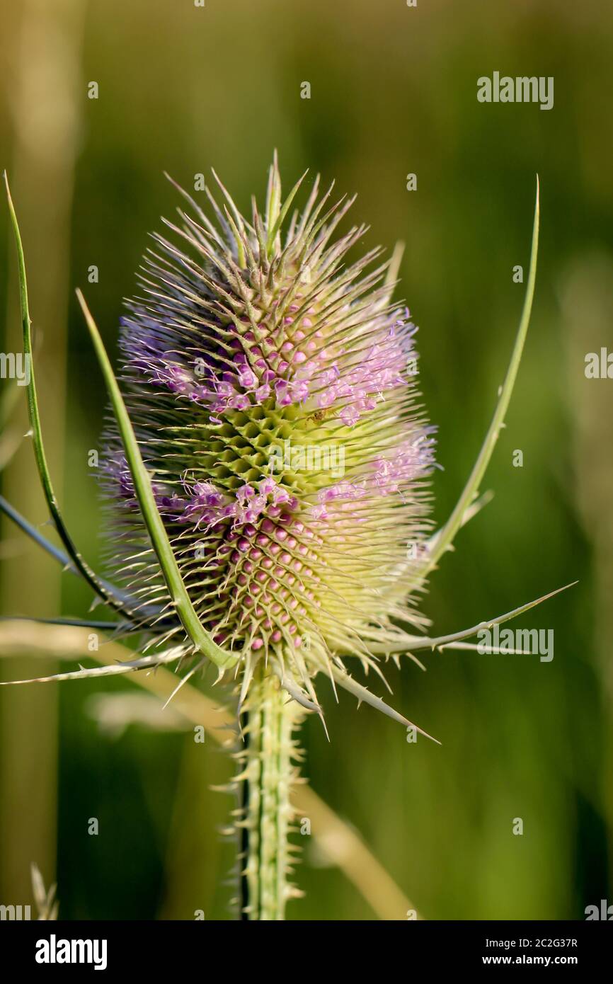 Carde hi-res stock photography and images - Alamy