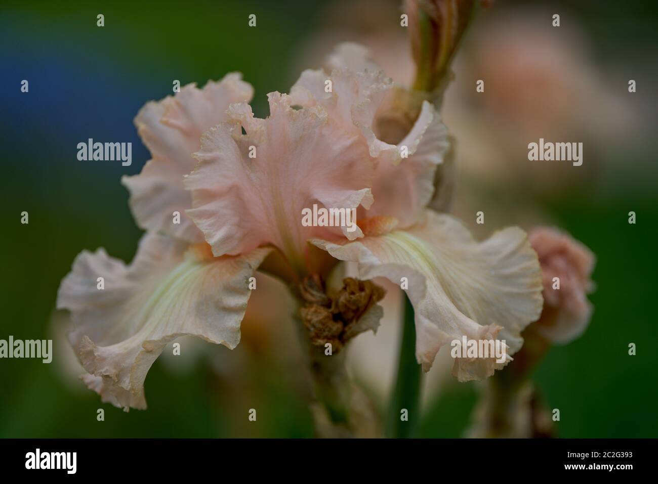 Exuberant iris flower hi-res stock photography and images - Alamy