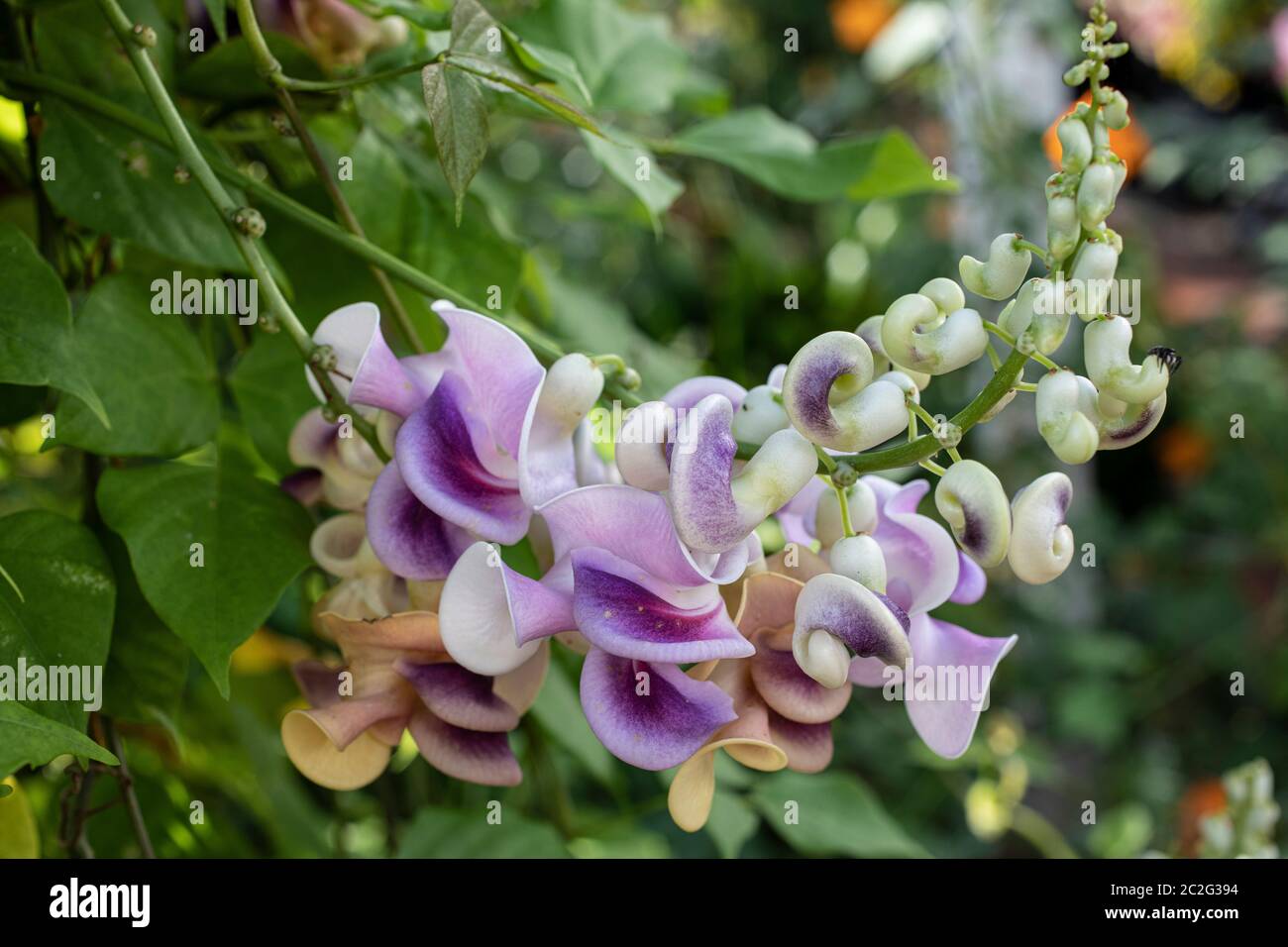 Vigna Caracalla - snail vine Stock Photo - Alamy