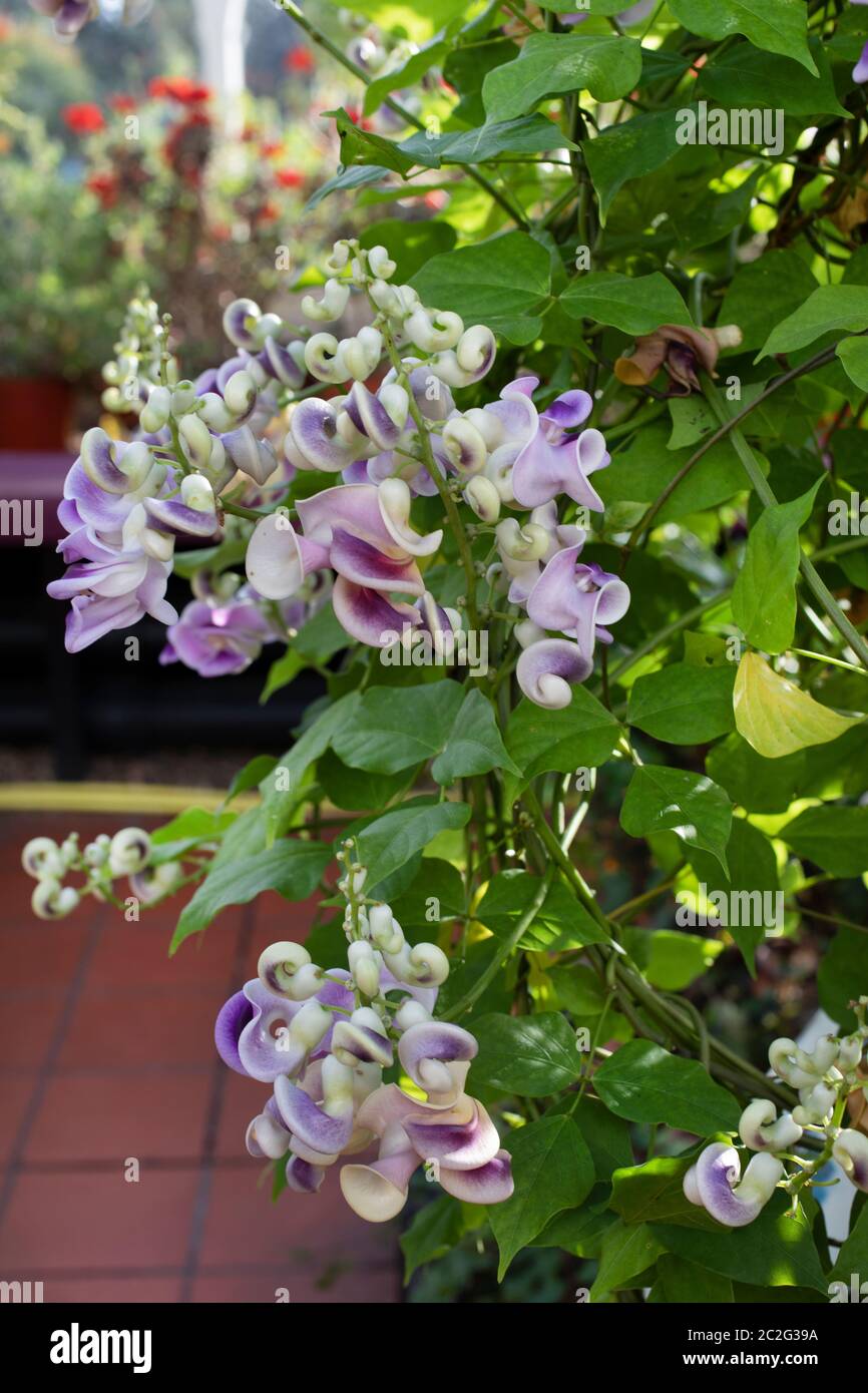 Vigna Caracalla - snail vine Stock Photo - Alamy