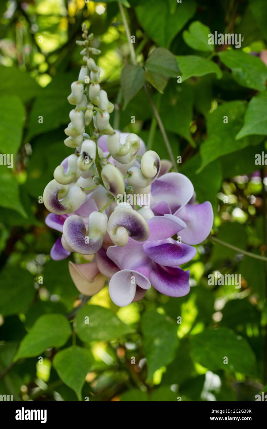 Vigna Caracalla - snail vine Stock Photo - Alamy