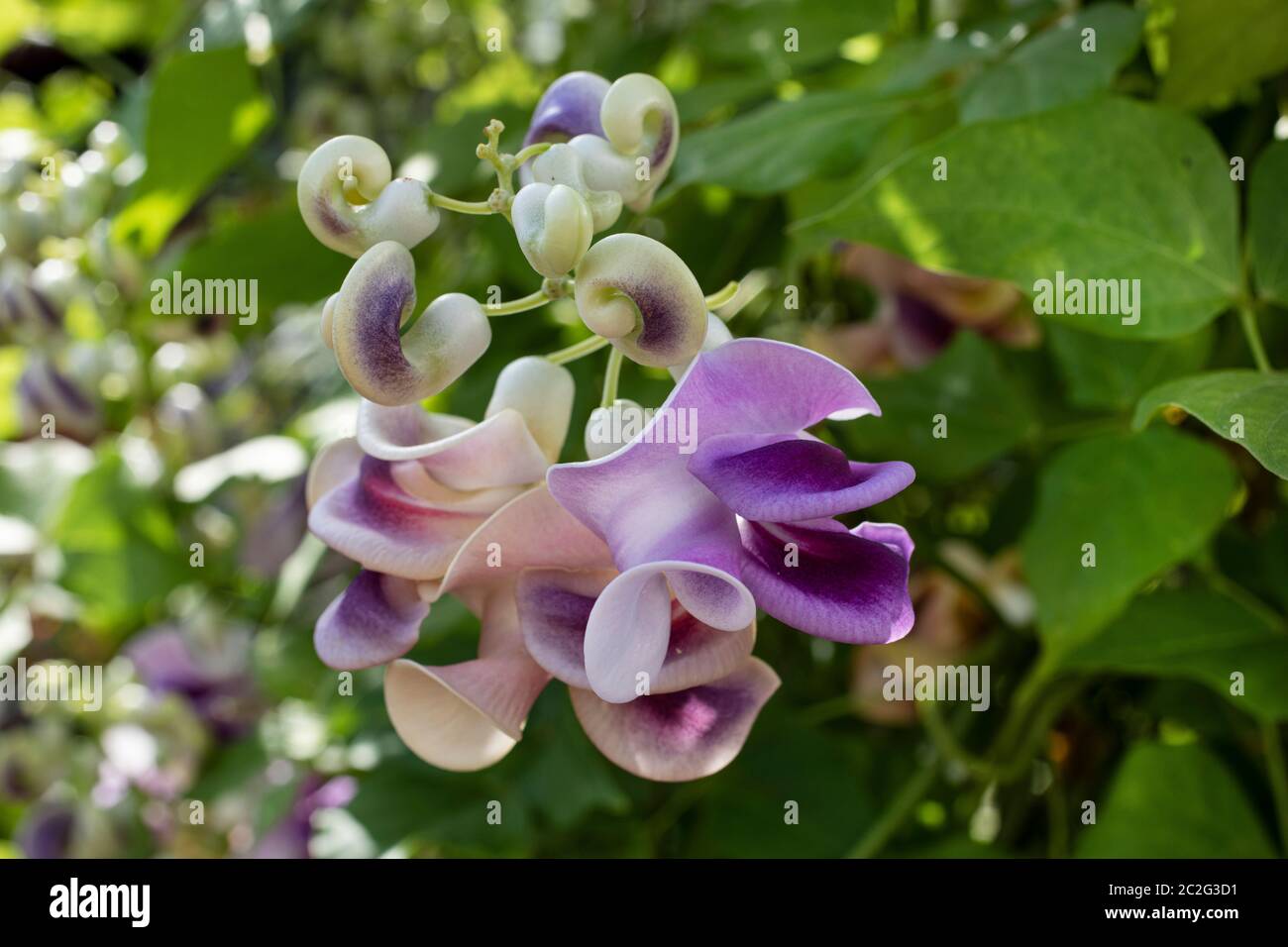 Vigna caracalla hi-res stock photography and images - Alamy