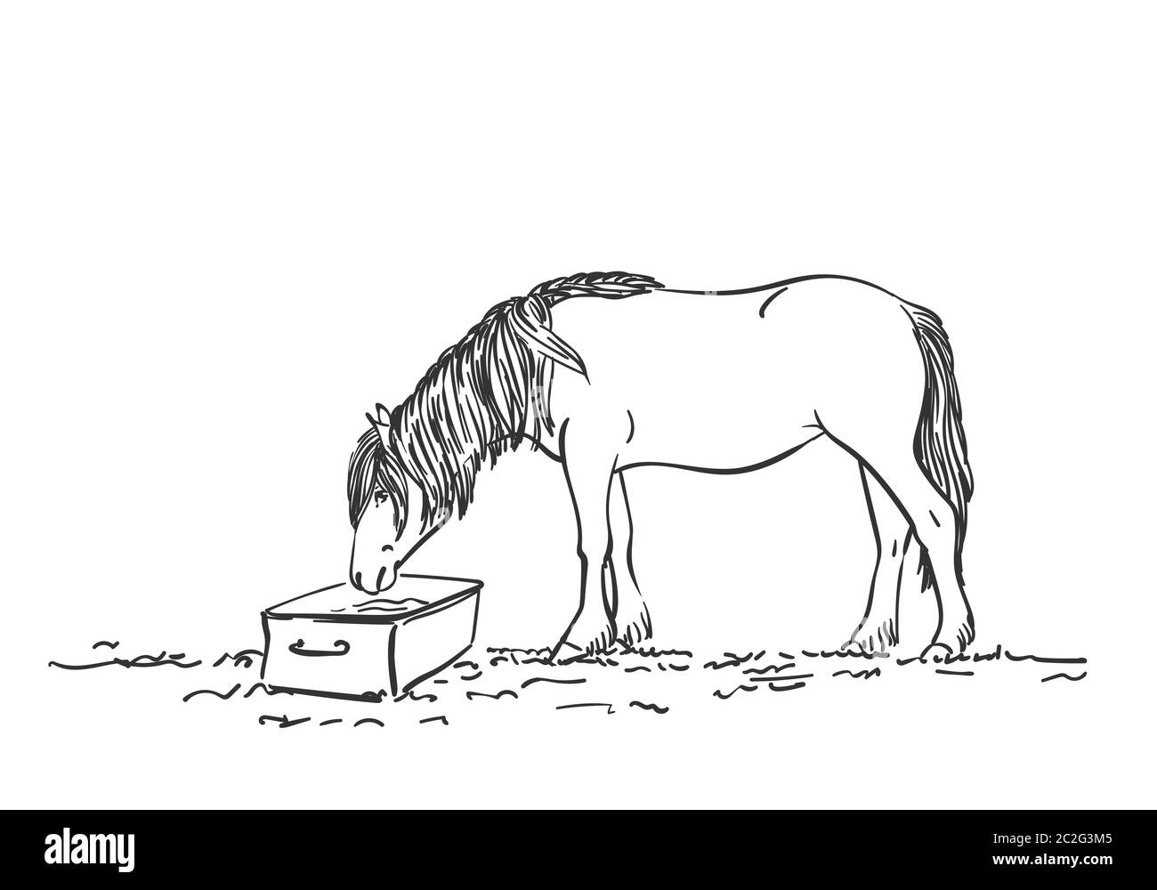 Sketch of horse with long mane is drinking, Vector Hand drawn line art ...