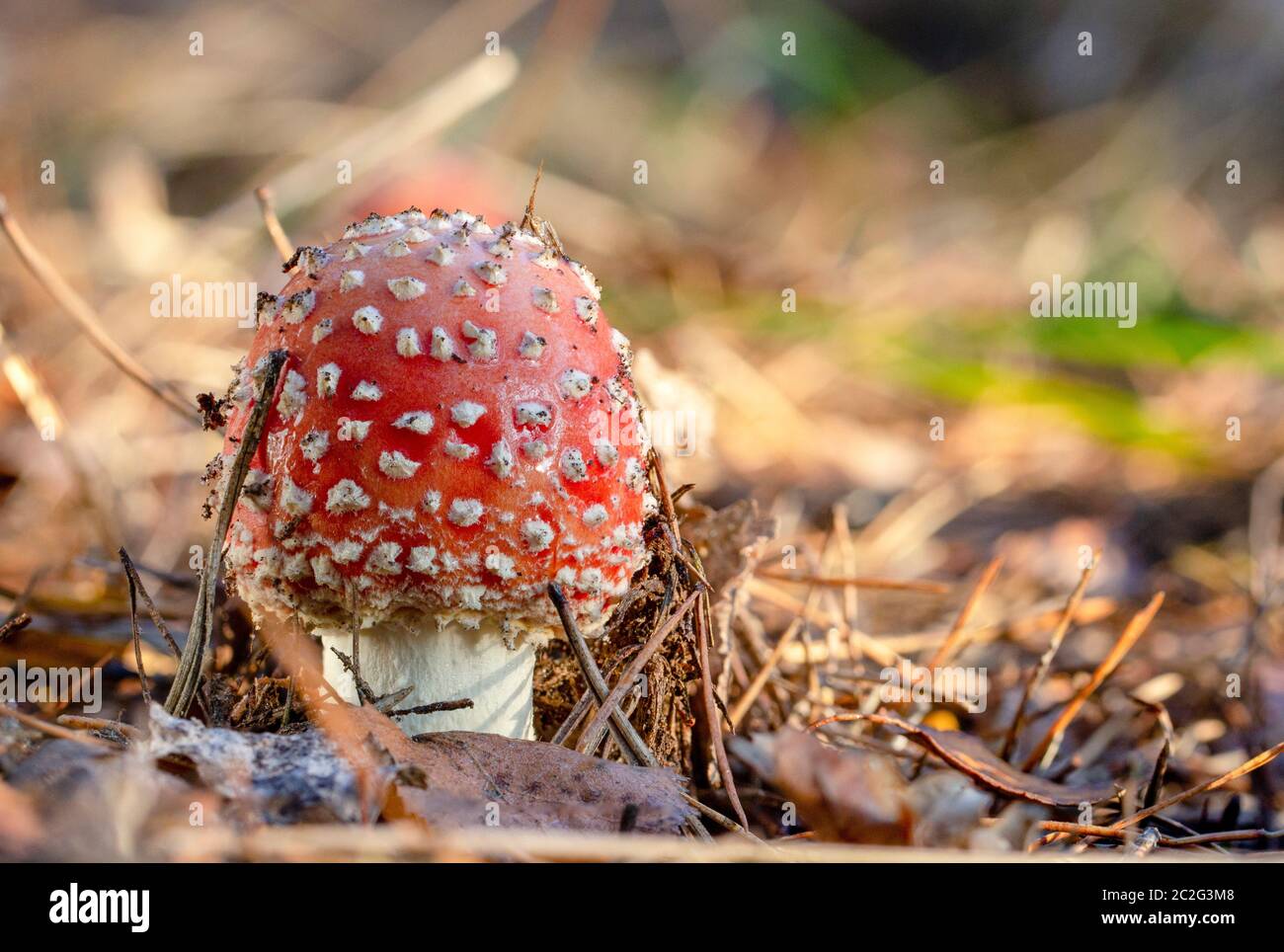 Amanita muscaria fly agaric red mushrooms with white spots in grass ...