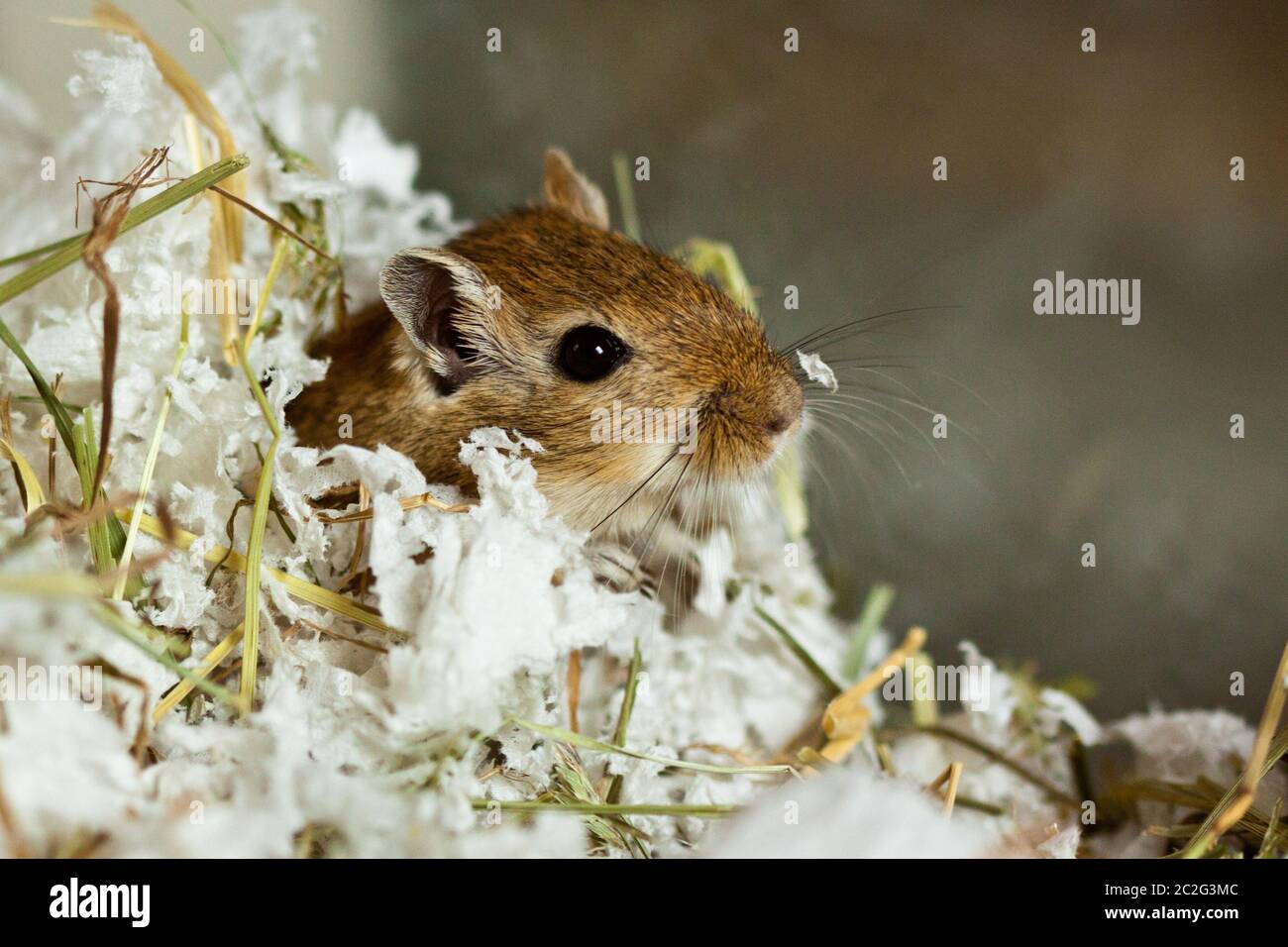 Mongolian gerbils (Meriones Stock Photo - Alamy