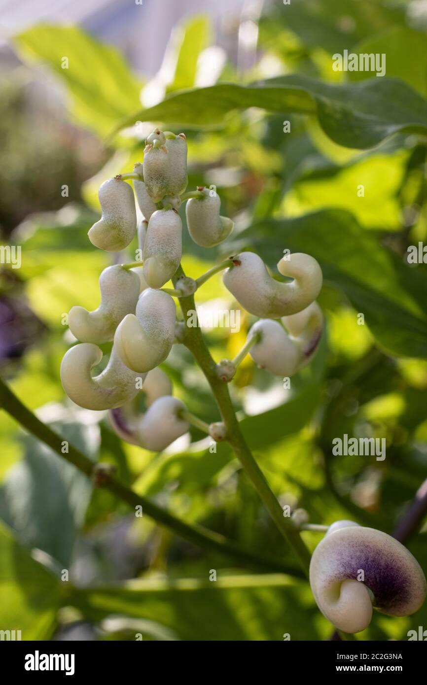 Vigna Caracalla - snail vine Stock Photo - Alamy