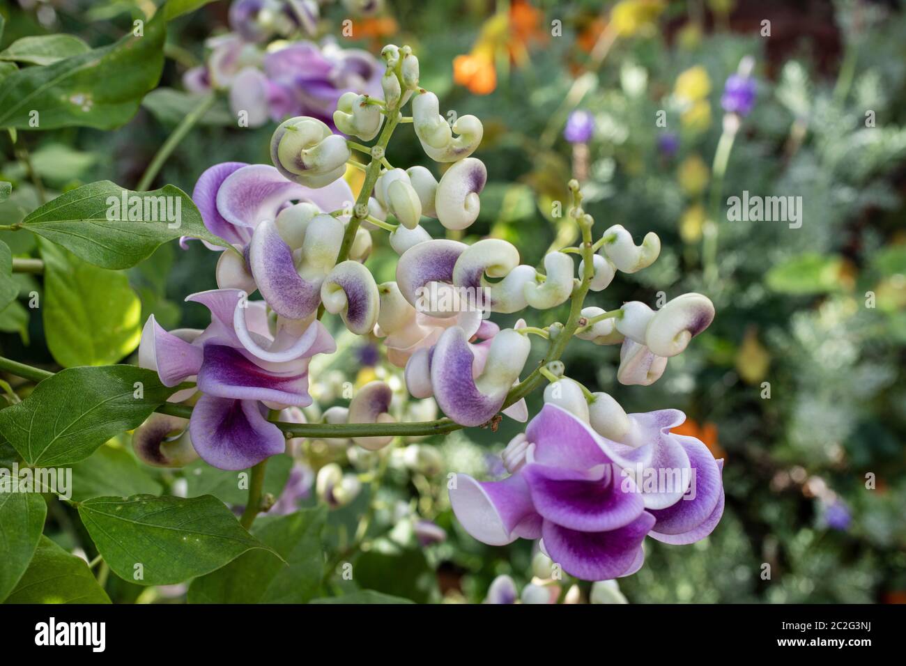 Vigna Caracalla - snail vine Stock Photo - Alamy